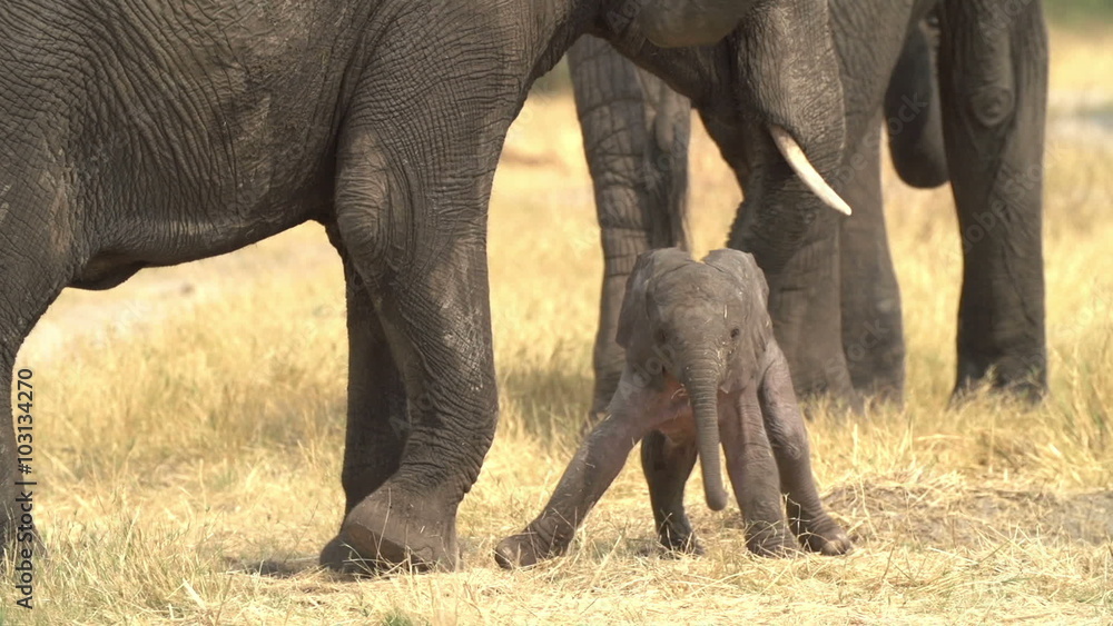 Incredible footage of newly born baby elephant being helped to stand by ...