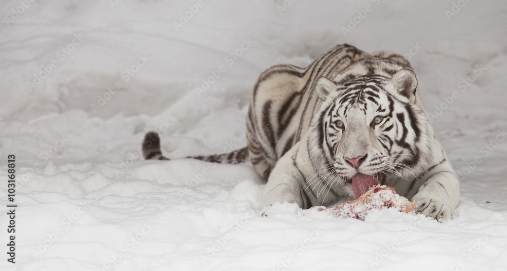 White Tigers Eating