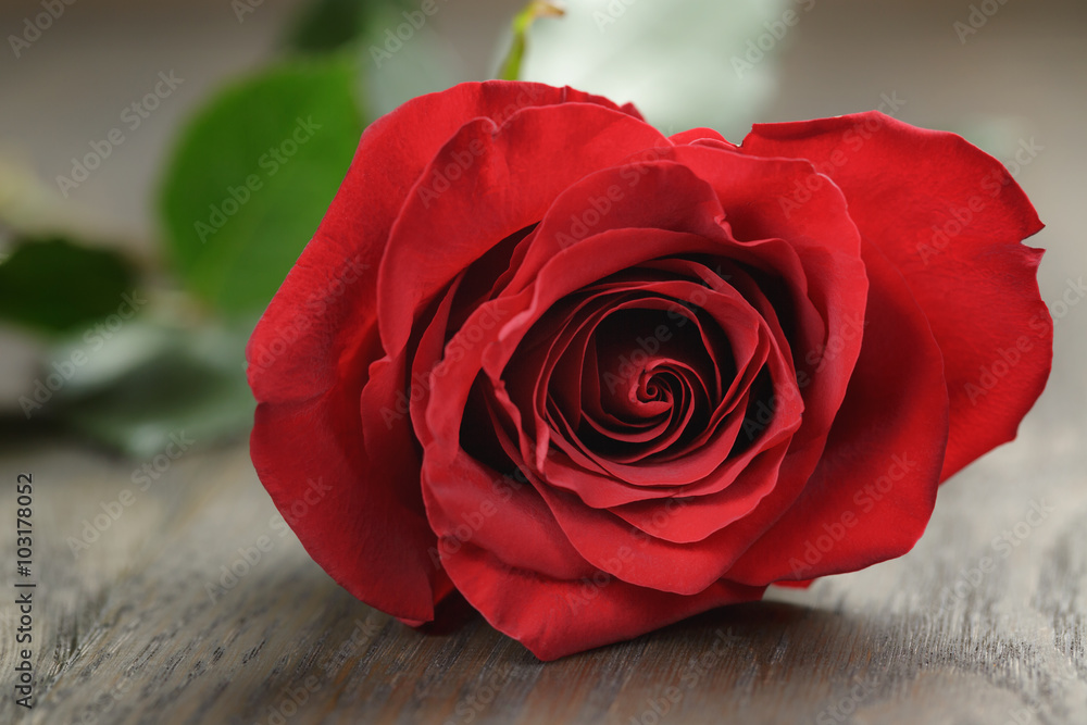 Zdjęcie Stock: single red rose on wooden table | Adobe Stock