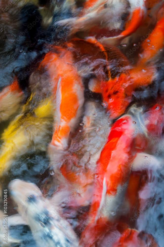 Koi fish in ripple water Stock Photo | Adobe Stock