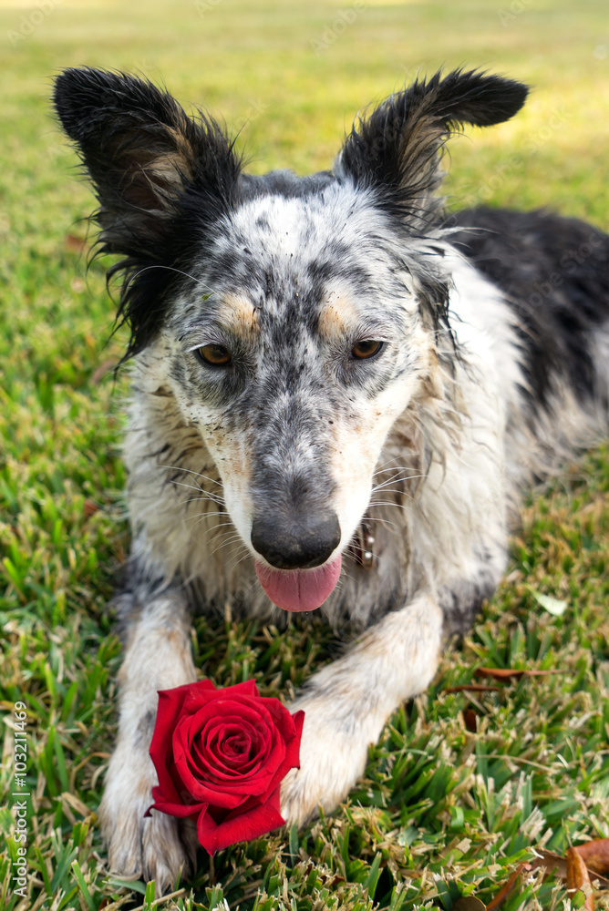 Australian Red Border Collie Mix