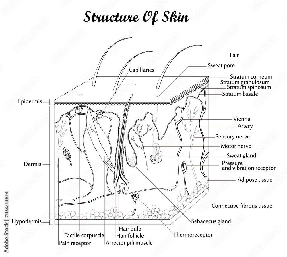 Structure of skin Stock Vector | Adobe Stock