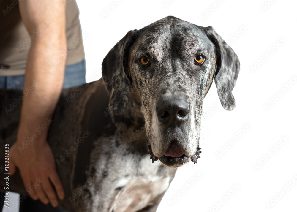 Grey Spotted Great Dane