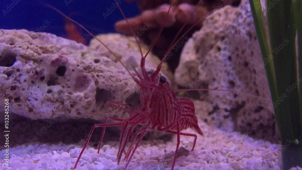Durban Dancing Shrimp Rhynchocinetes Durbanensis aka Hingebeak Prawn ...