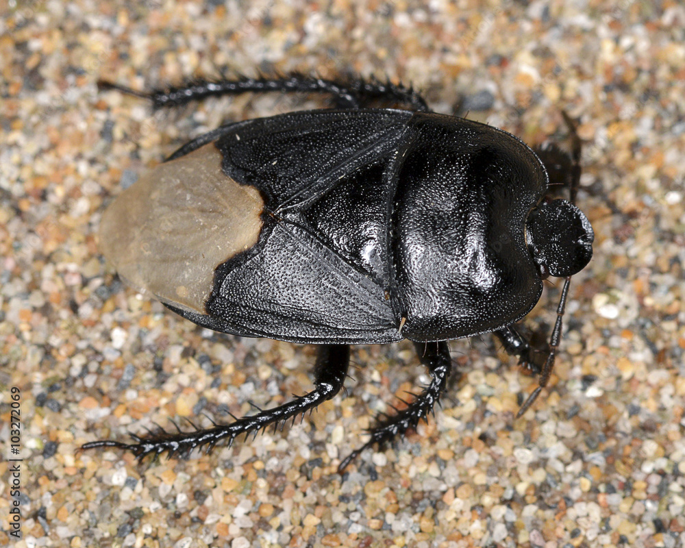 Cydnus aterrimus, shield bugs known by common names including burrowing ...