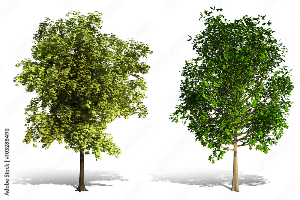 3d tree render on white background Stock Illustration | Adobe Stock