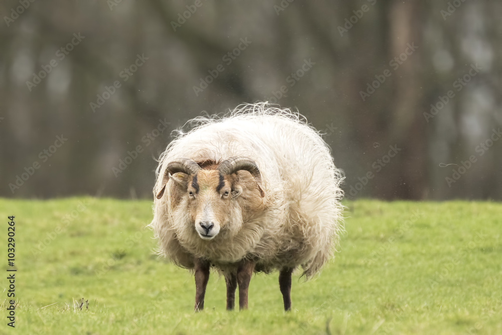 Sheep shaking of fluff Stock Photo | Adobe Stock