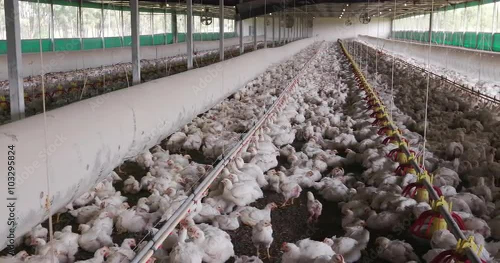 Intensive factory farming of chickens in broiler houses Stock Video ...
