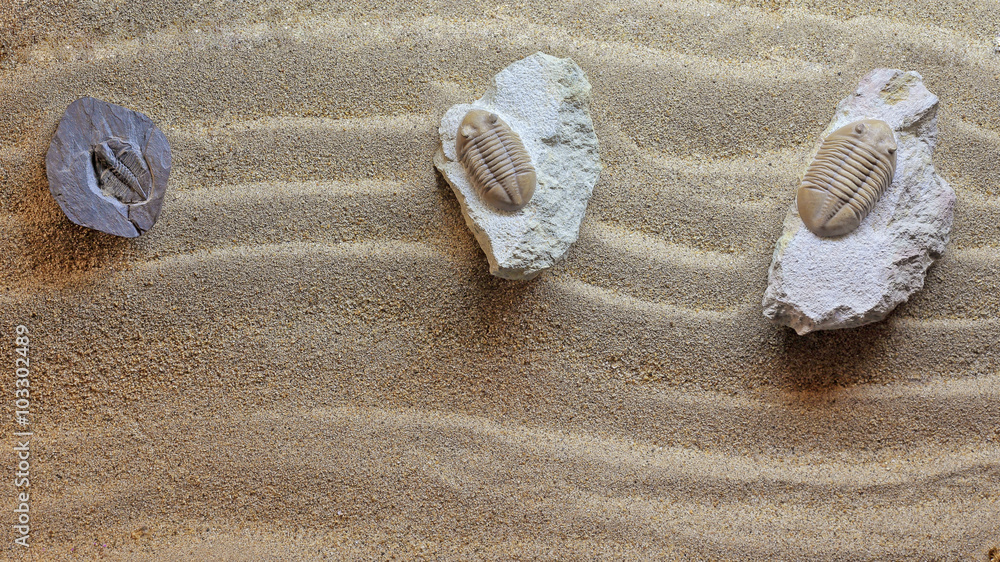 Trilobite Ampyx Linleyensis, Trilobite Asaphus lepidurus, Trilob Stock ...