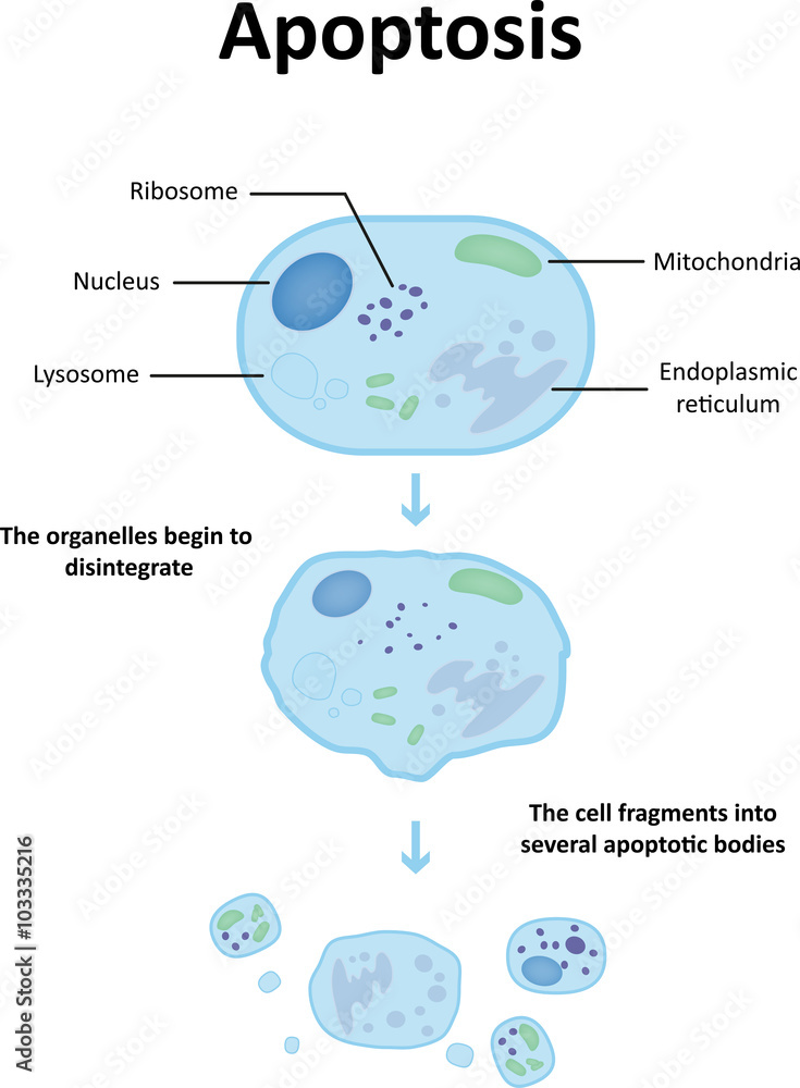Apoptosis Labeled Diagram Stock Vector | Adobe Stock Apoptosis Labeled Diagram Stock Vector | Adobe Stock
