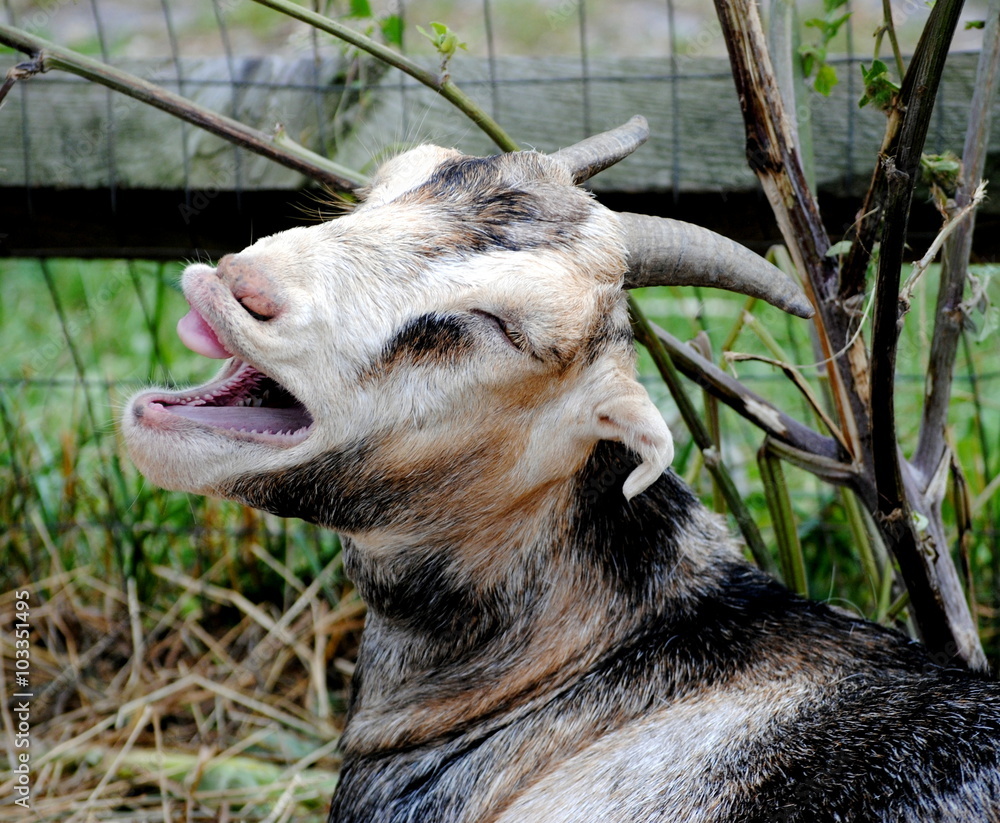 Goat Laughing
