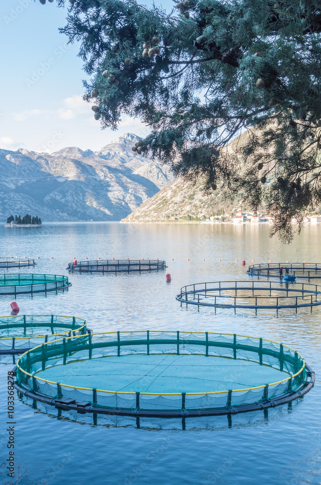 Cages for fish farming Stock Photo | Adobe Stock