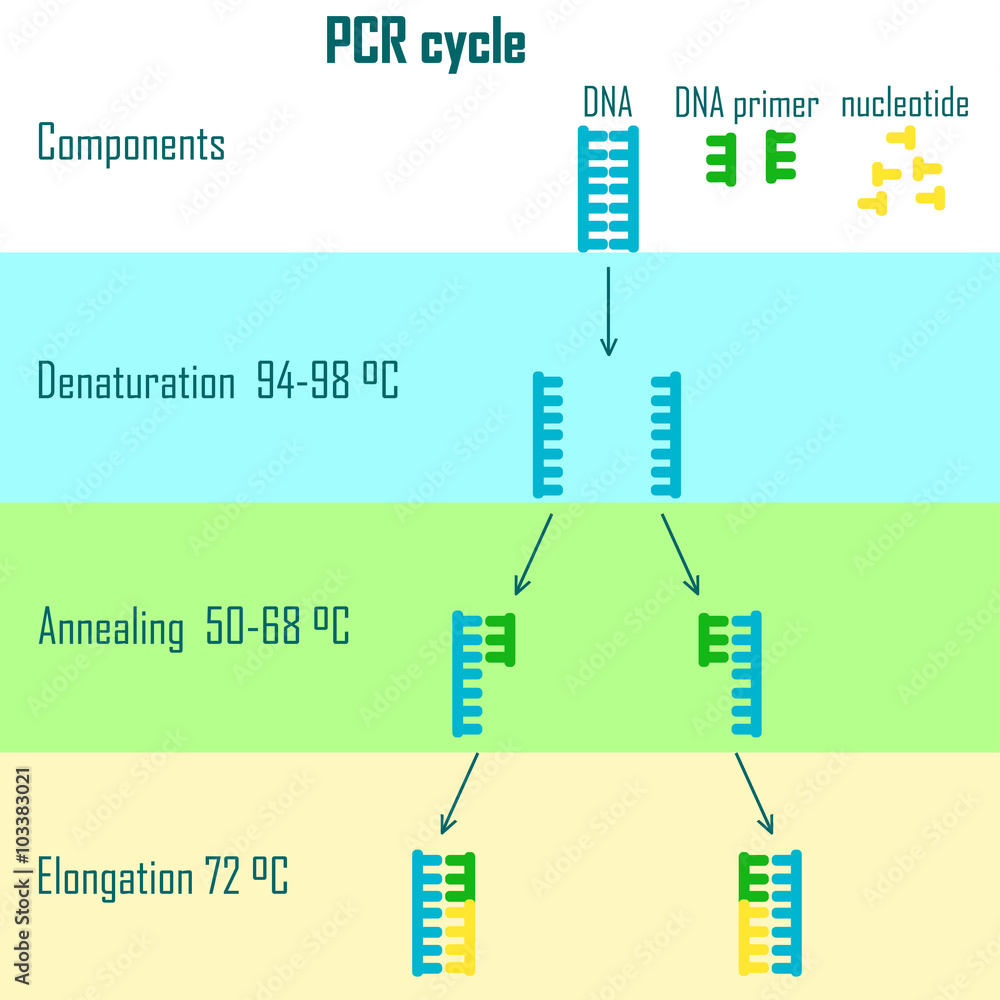 pcr cycle stages Stock Vector | Adobe Stock