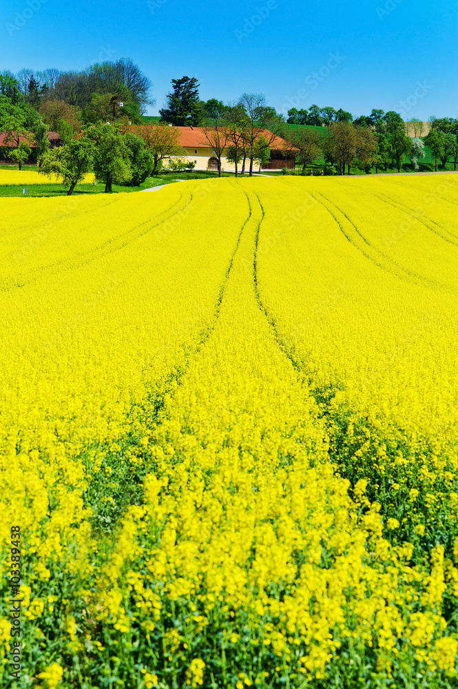 Gelbes Rapsfeld im Frühling Stock-Foto | Adobe Stock