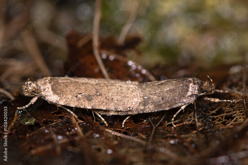 Agonopteryx heracliana micro moths mating. Moths in the family ...