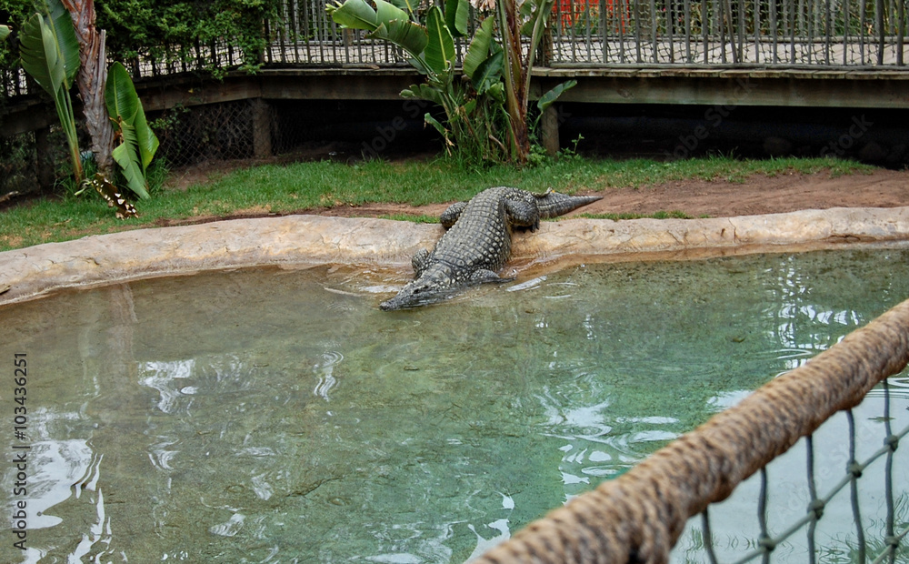 Crocodile In Swimming Pool