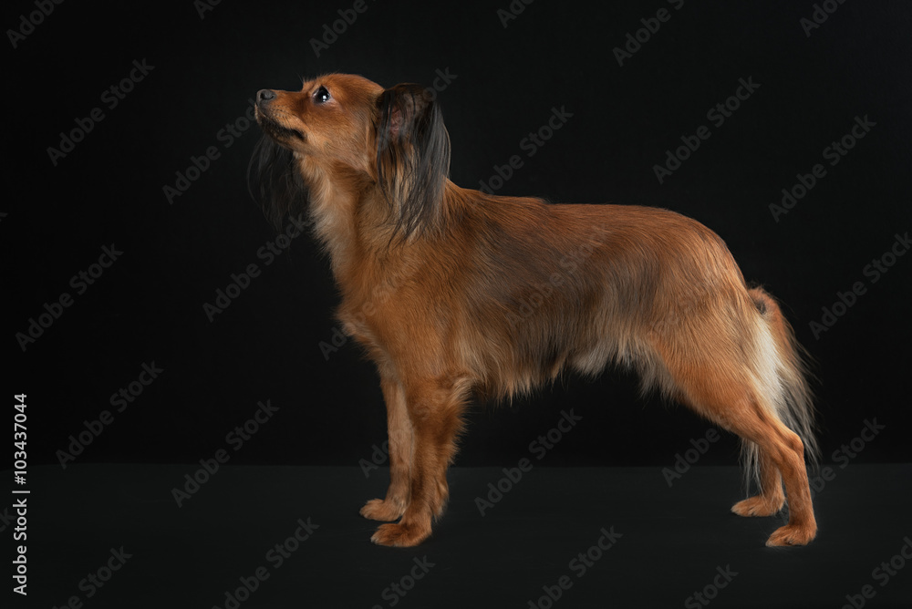 Russian toy terrier Stock Photo | Adobe Stock