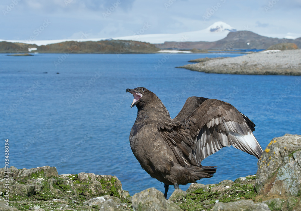Antarctic skua with open wings, calling, with blue sea and snowy ...