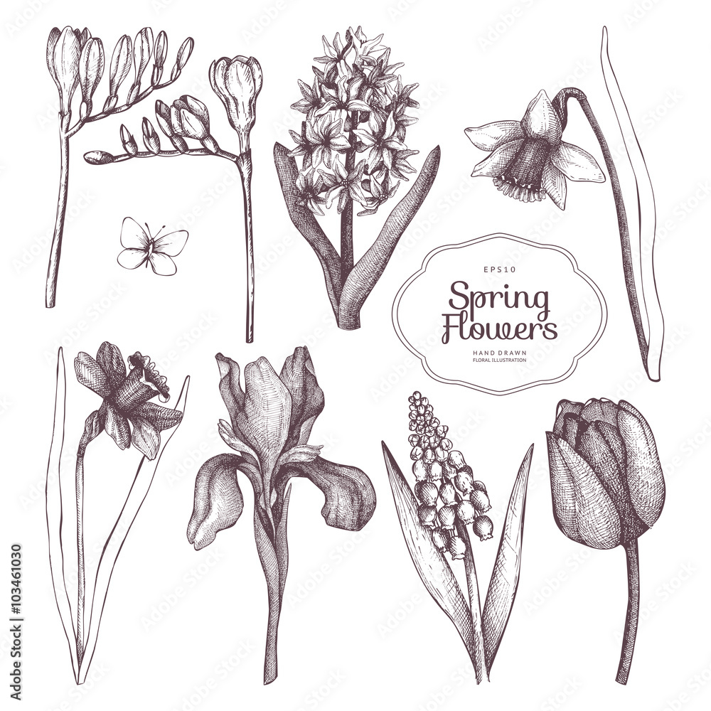 Vector collection of hand drawn spring flowers sketch isolated on white ...