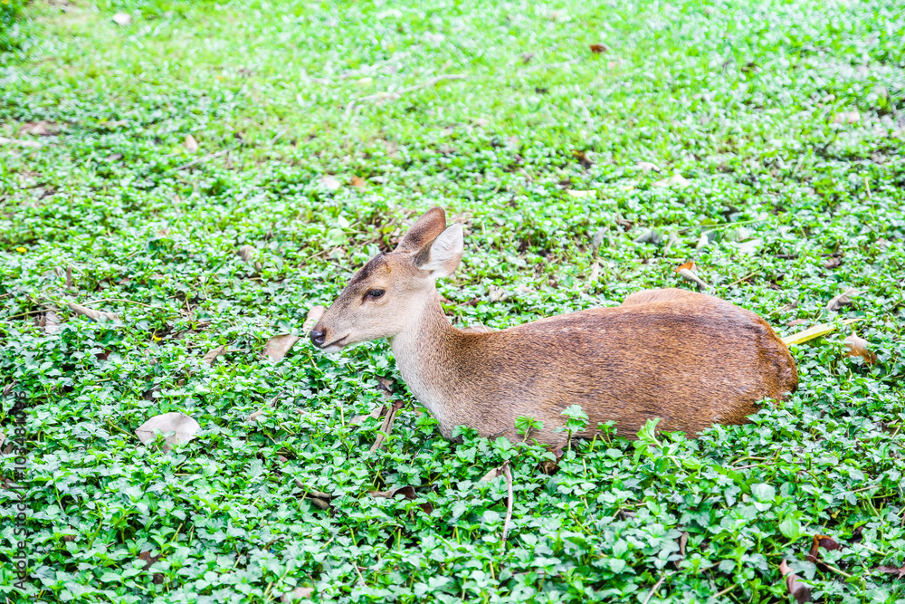 Sad deer lie down on the plant Stock Photo | Adobe Stock