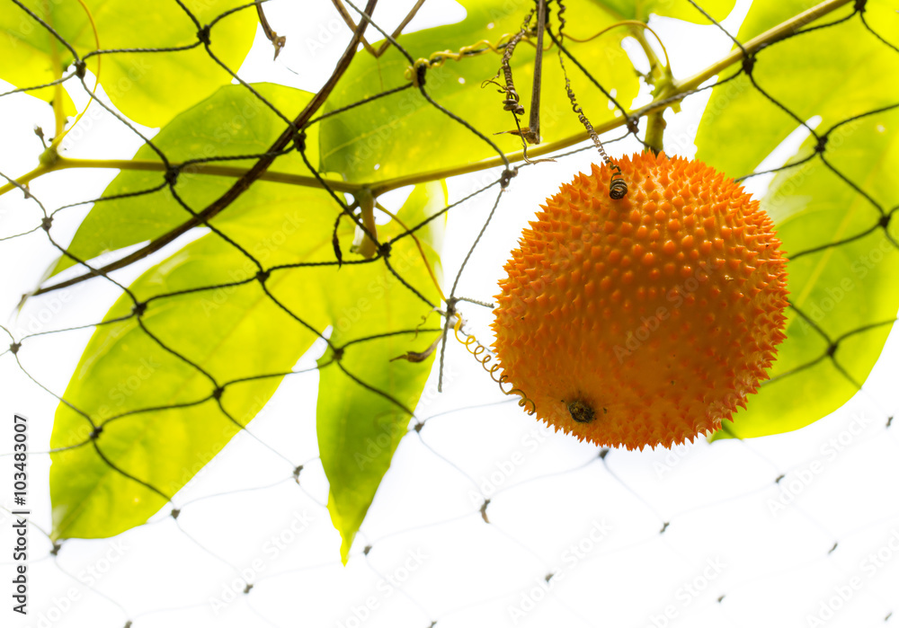 Baby Jackfruit, Cochinchin Gourd, Spiny Bitter Gourd, Sweet Gourd Stock ...