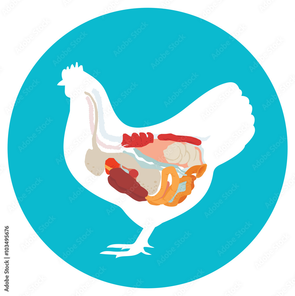 Vector chicken anatomy. digestive system. Stock Vector | Adobe Stock