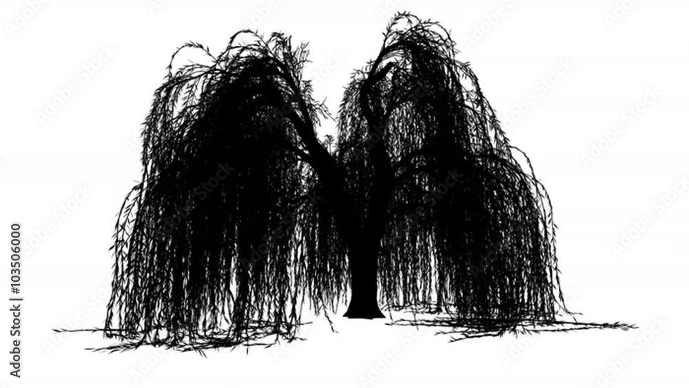 Weeping Willow Salix Babylonica Ornamental Tree Silhouette of Animated ...