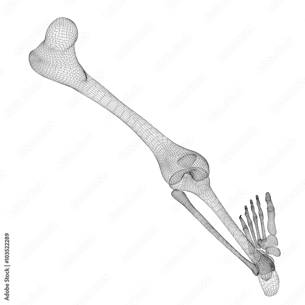Human leg skeleton Stock Illustration | Adobe Stock