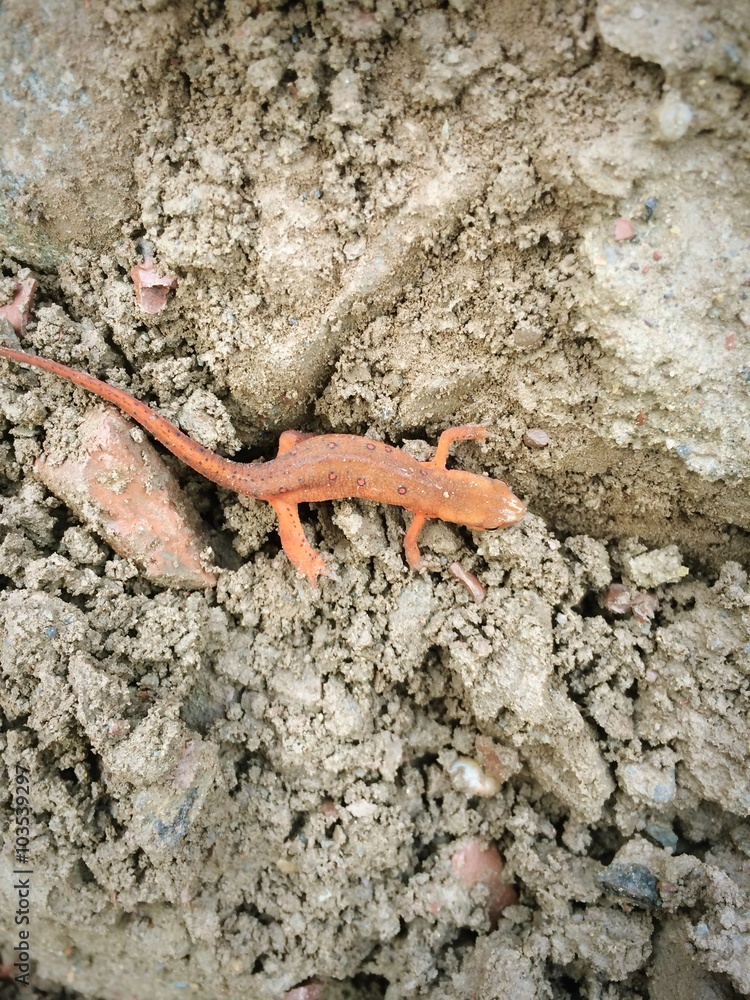 salamandre rouge Stock Photo | Adobe Stock