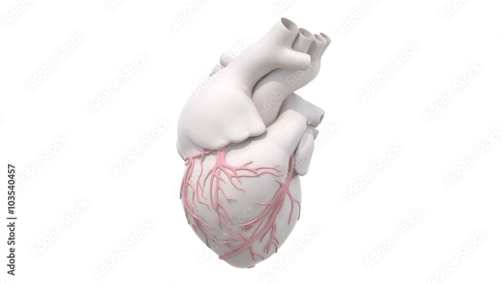 human heart organ rotation isolated on white background, 3d animation ...