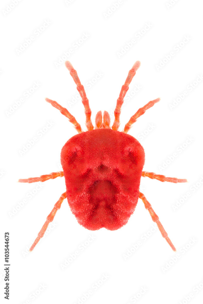 Velvet Mite Trombidium holosericeum isolated on white background ...