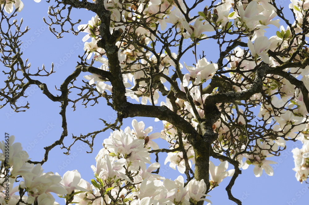 Magnolienbaum Stock-Foto | Adobe Stock