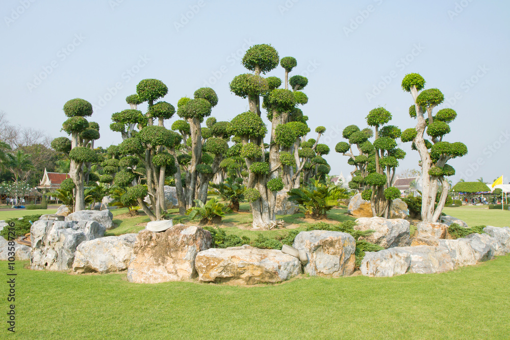 Ficus Microcarpa Topiary