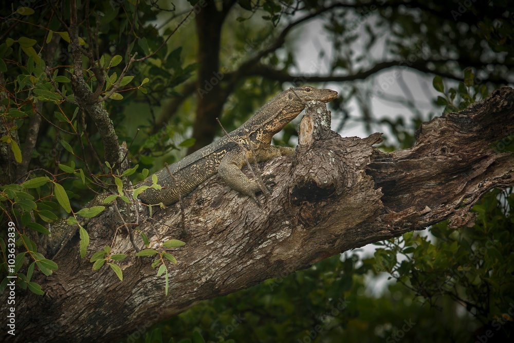 big monitor lizard on a tree in Sundarbans in India / big monitor ...