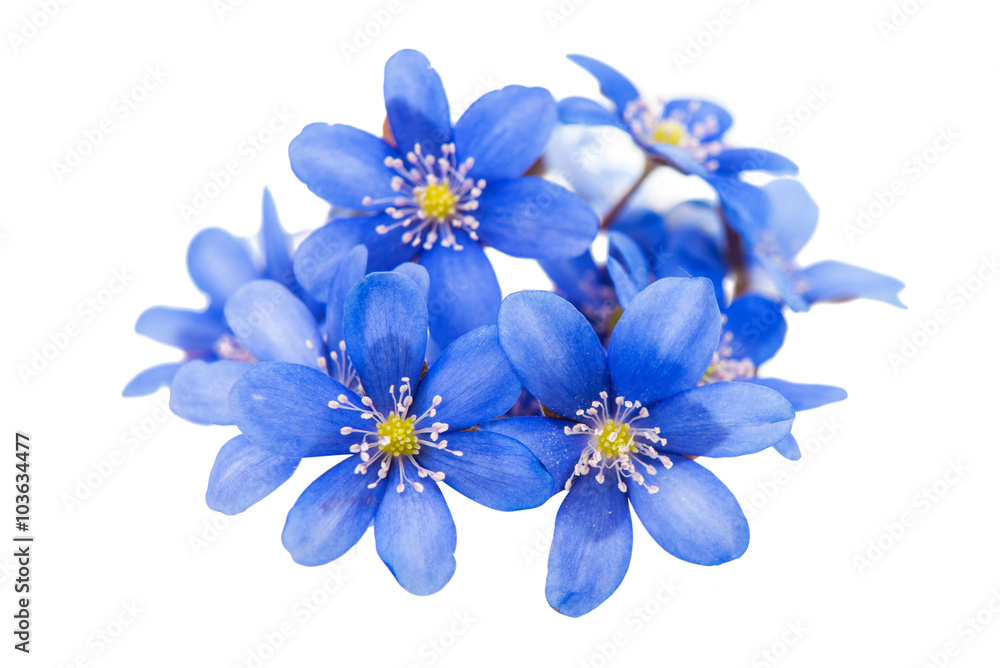 spring blue flower isolated Stock Photo | Adobe Stock