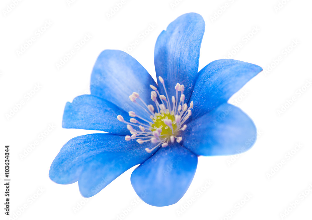 spring blue flower isolated Stock Photo | Adobe Stock