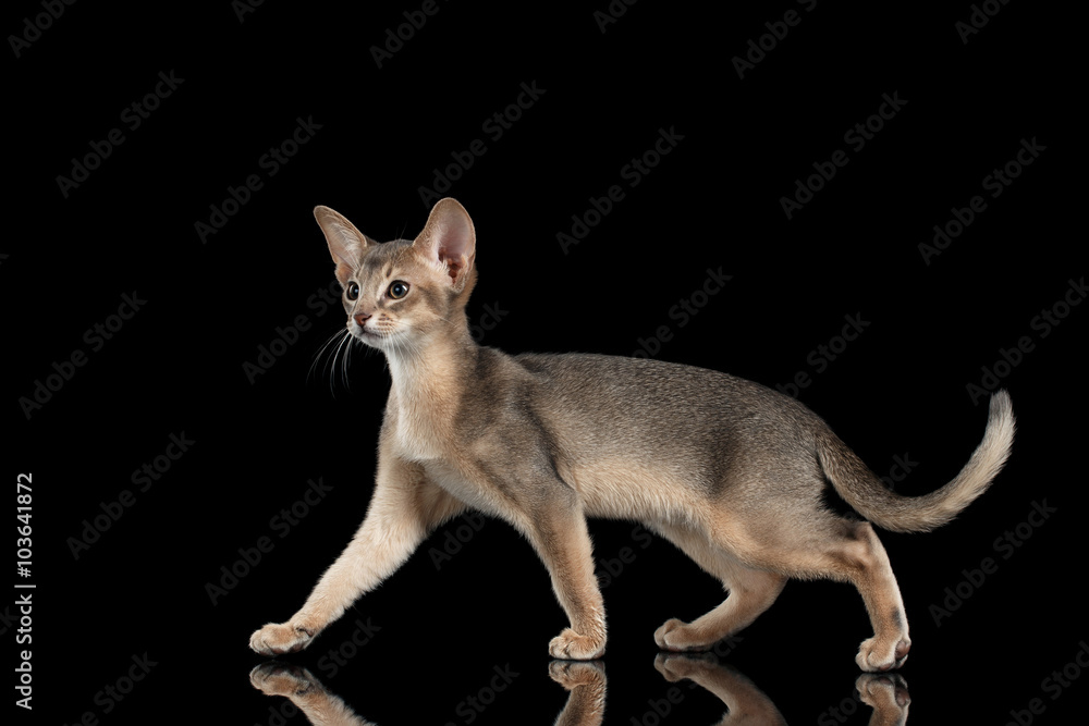 Black Abyssinian Cat