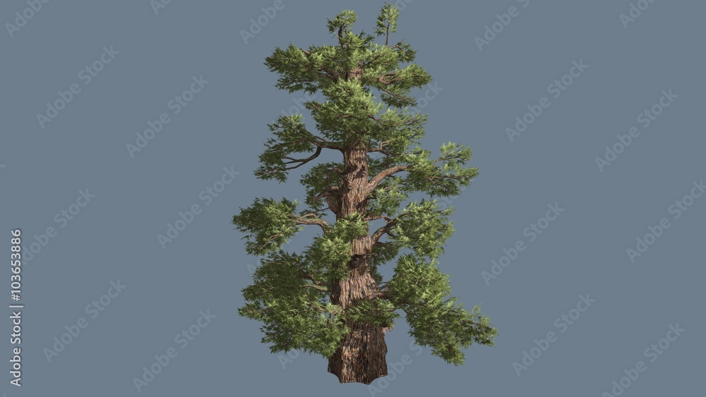 Western Juniper Thick Trunk Cone Shaped Coniferous Evergreen Branchy ...