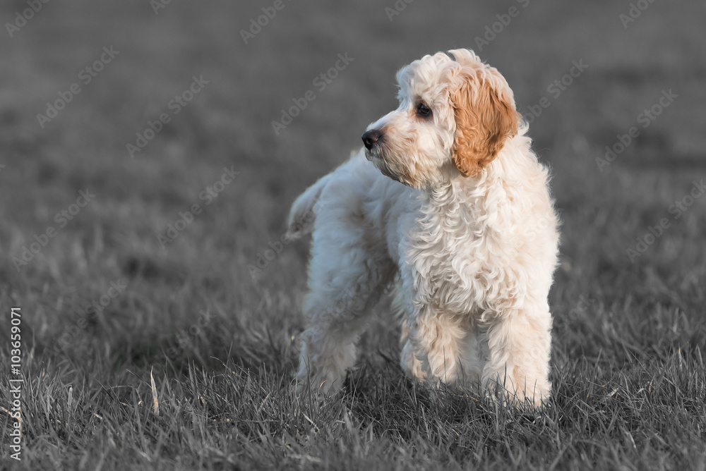 cocka poo Stock Photo | Adobe Stock