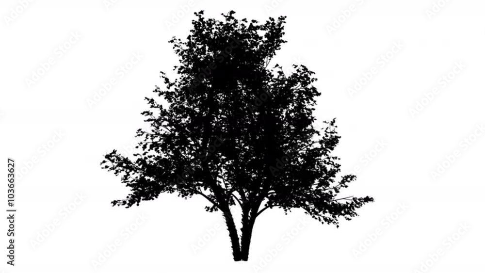 River Birch Silhouette of Animated Tree Small Shrub Deciduous Tree is ...