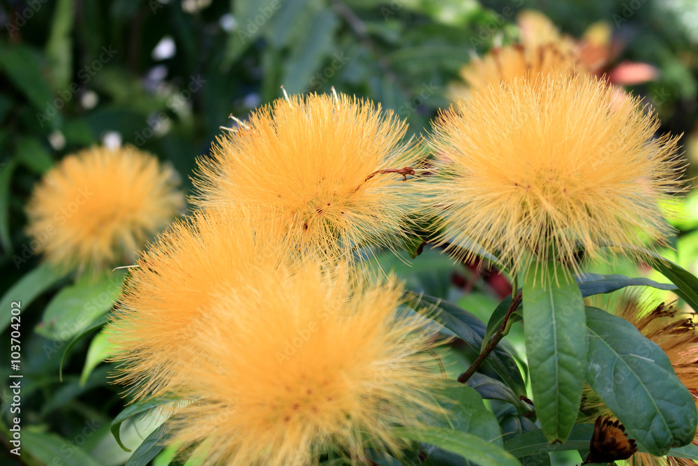 San Diego Powder Puff Tree