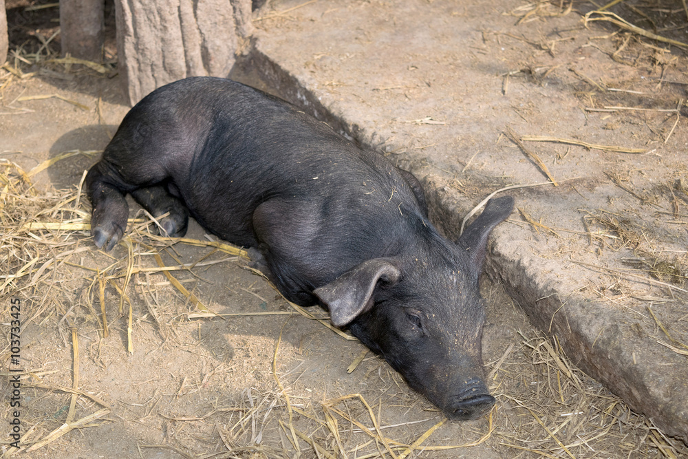 Black Baby Pigs