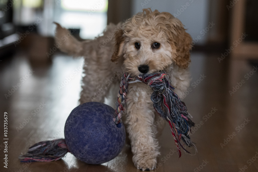 cocka poo Stock Photo | Adobe Stock