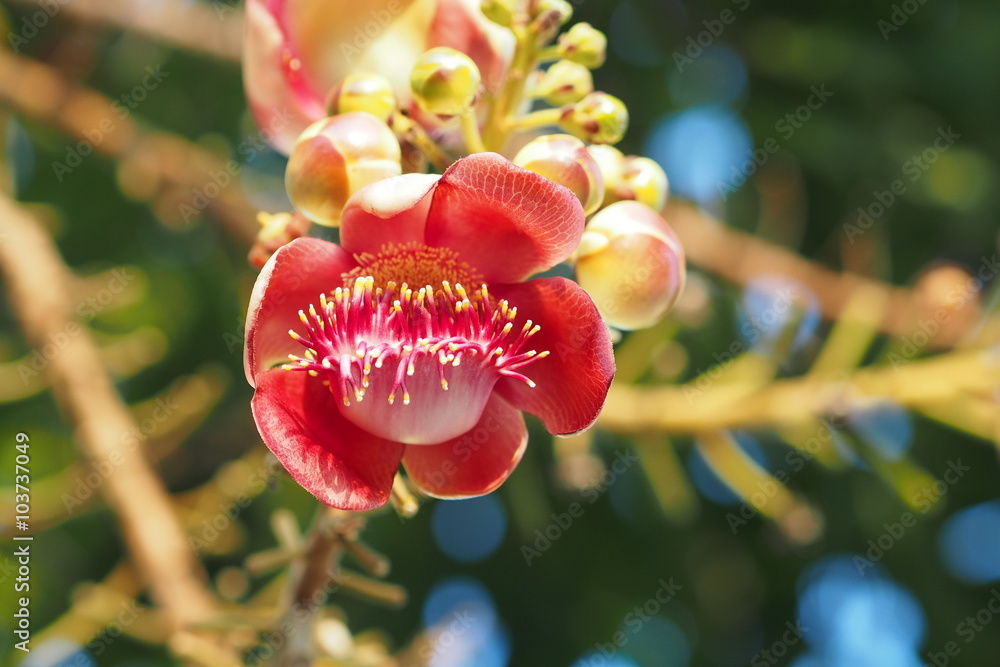 Flower of shorea robusta with green background Stock Photo | Adobe Stock