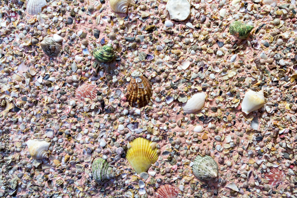Sea shells on the plaster wall as a background. Stock Photo | Adobe Stock