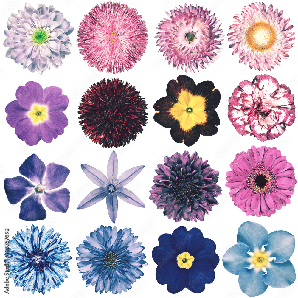Various Vintage Retro Flowers Collection Isolated on White foto de ...