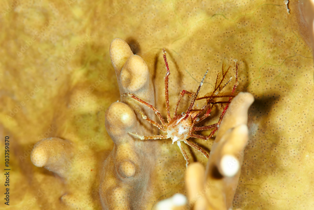 Coral spider crab at night in the Red Sea, Egypt. Stock Photo | Adobe Stock