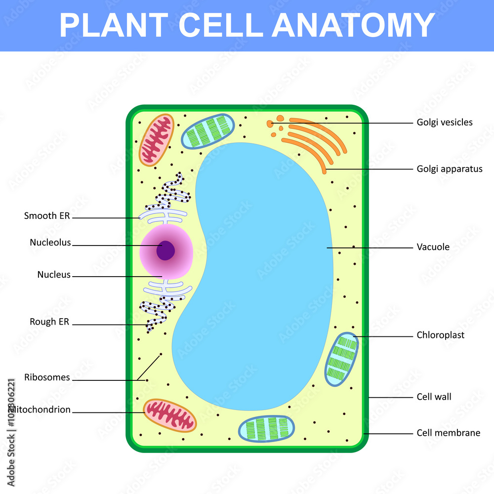 Structure of a plant cell Stock Vector | Adobe Stock
