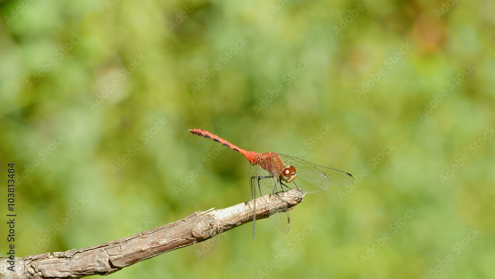 4K Cherry-faced Meadowhawk (Sympetrum internum) Dragonfly - Male Flying ...