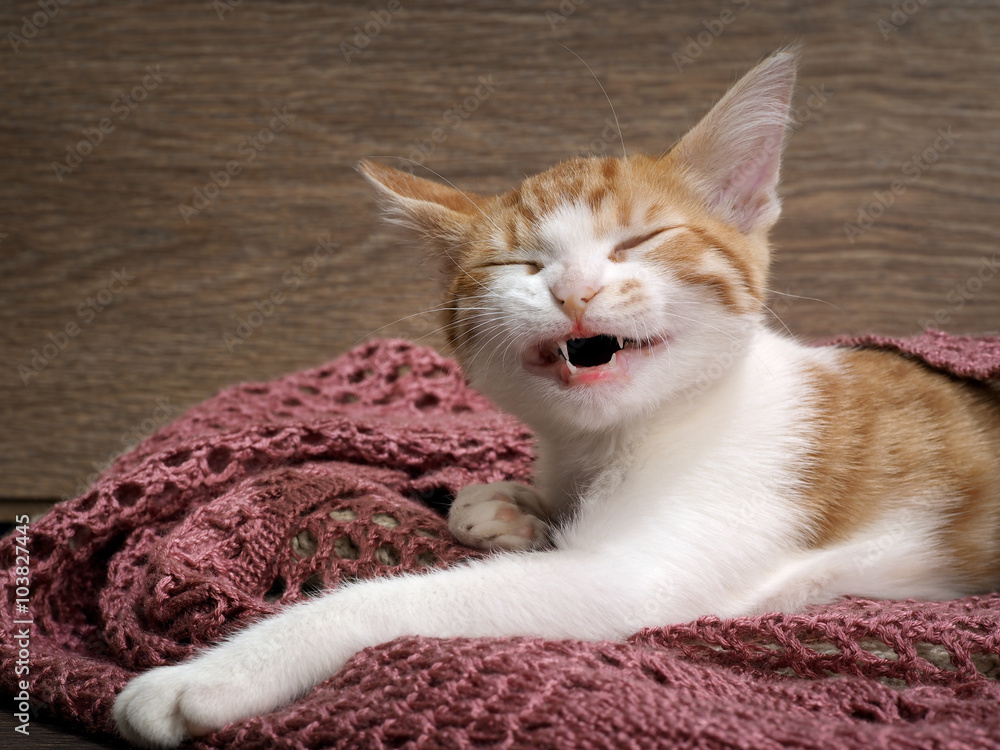 Laughing Kitten